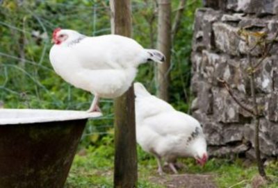 How to Bathe a Chicken - Backyard Poultry